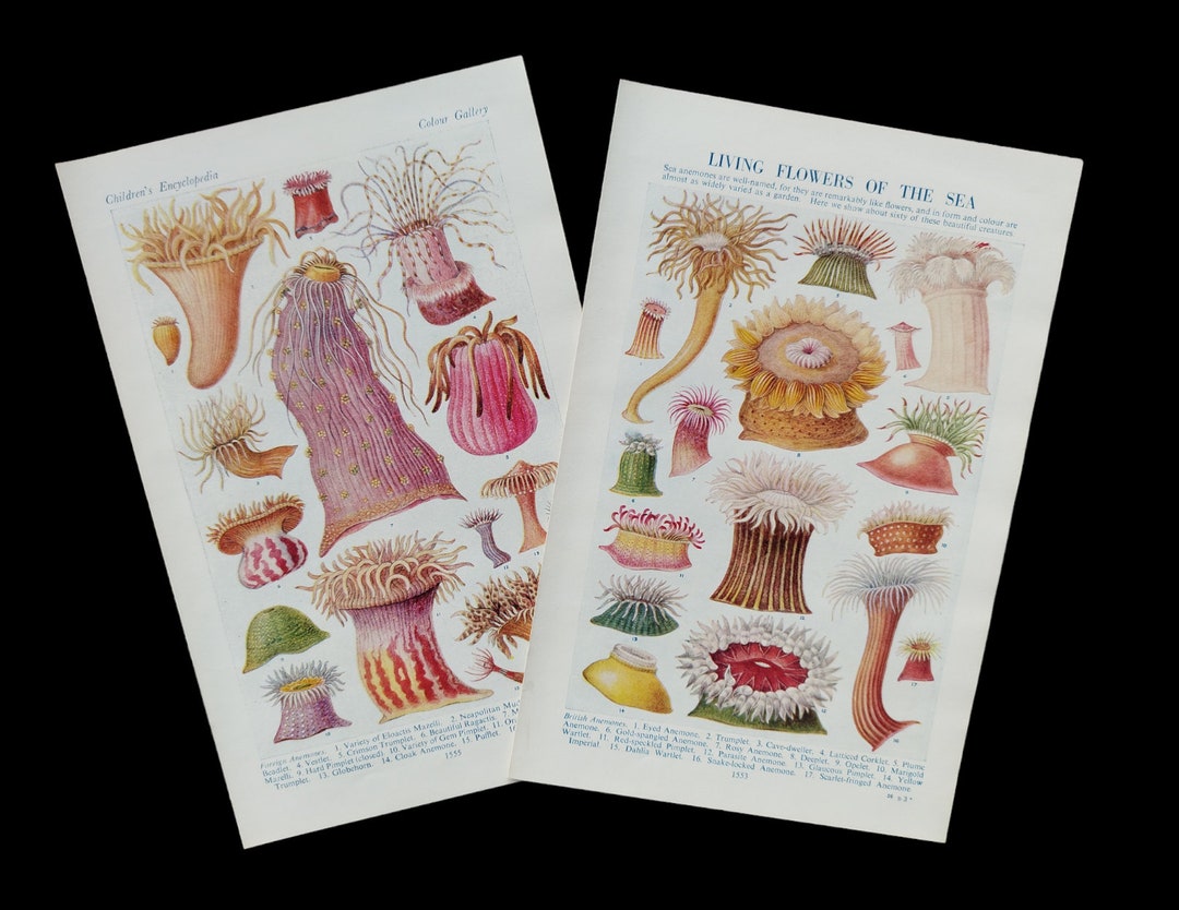Original Vintage 1950s Sea Anemones Book Prints , Sea Anemone Picture X ...