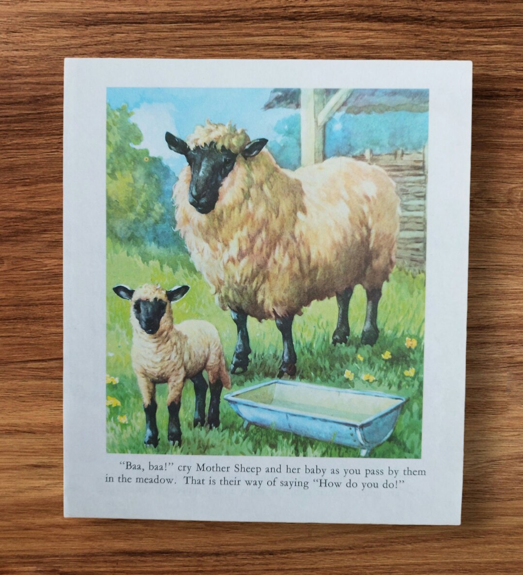 Genuine Vintage 1930s Woolly Sheep and Baby Lamb Book Print Picture ...