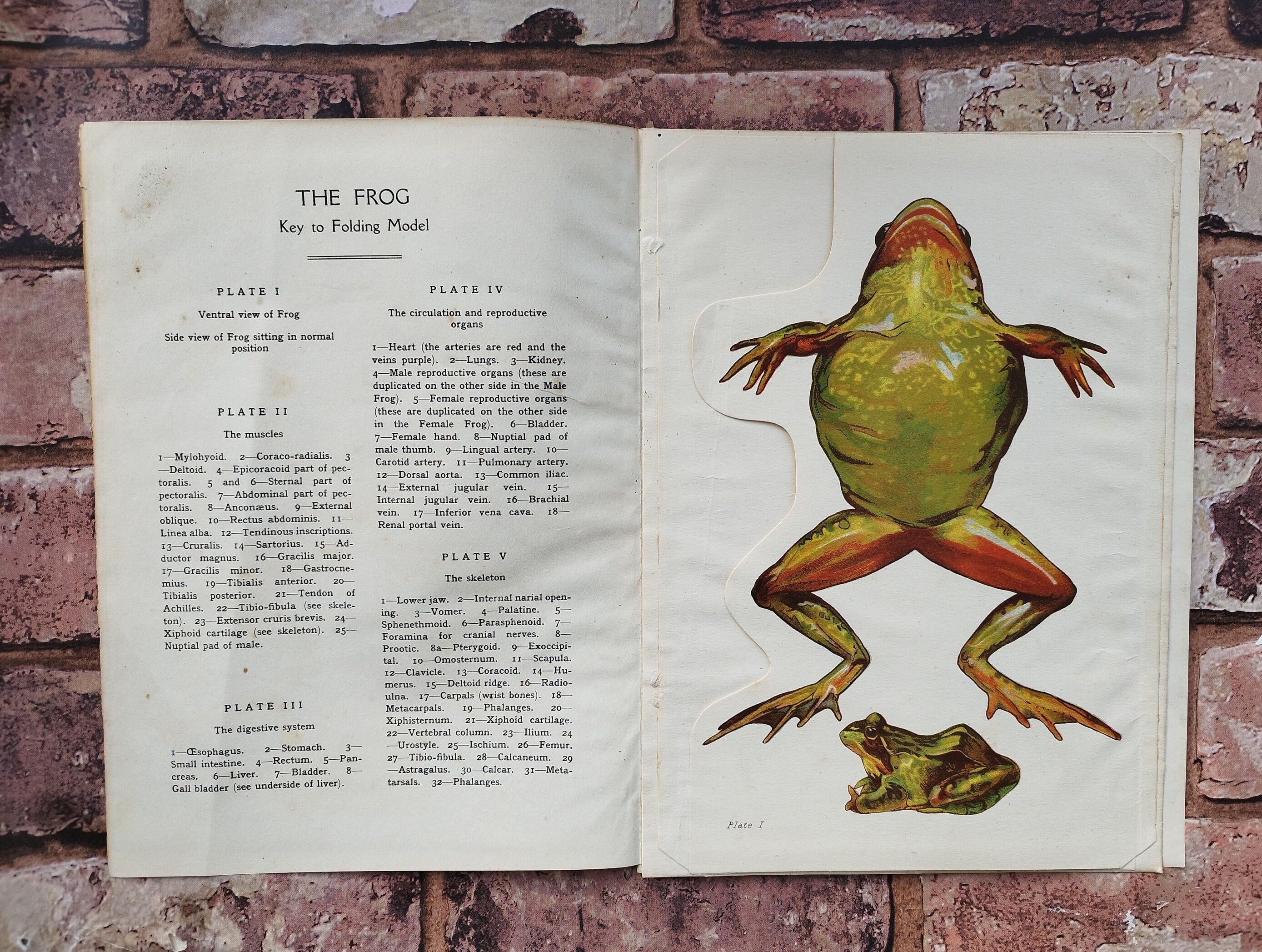 Genuine Vintage 1930s Old School Frog Dissection Sections Bookplate ...