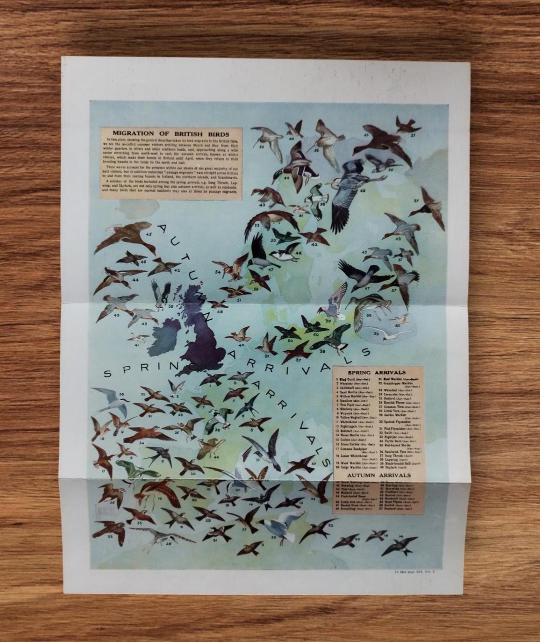 Original Vintage 1950s the Migration of British Birds Pull Out Book ...