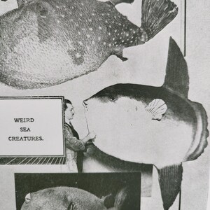 Original Vintage 1930s Weird Sea Creatures Book Print Picture ...