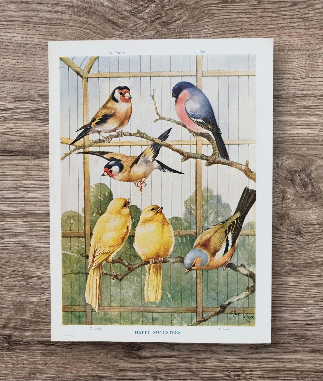 Original Antique 1920s Aviary Song Birds Book Print Picture , Canary ...