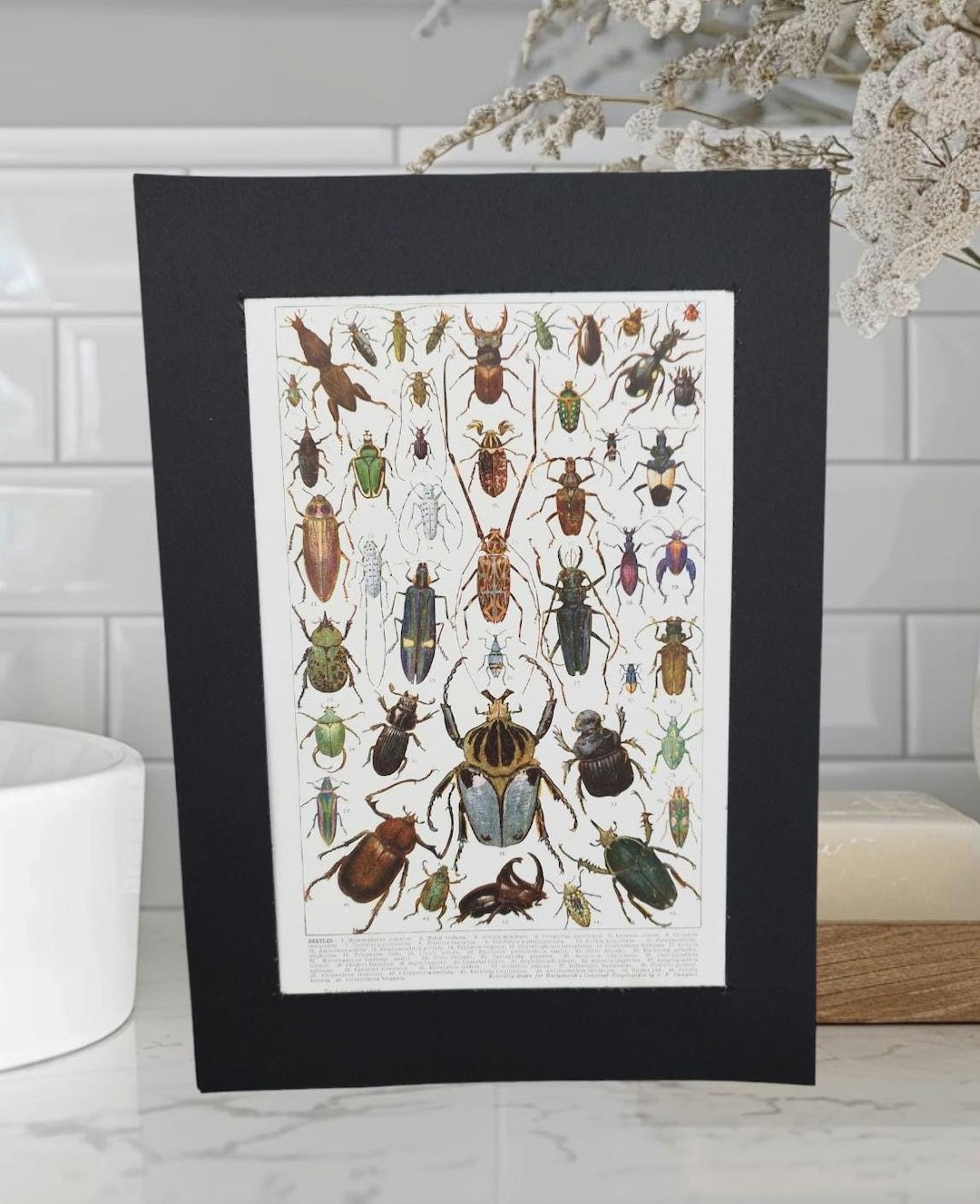 Vintage 1920s Entomology Print: Beetles & Bugs in Black Mount - Etsy