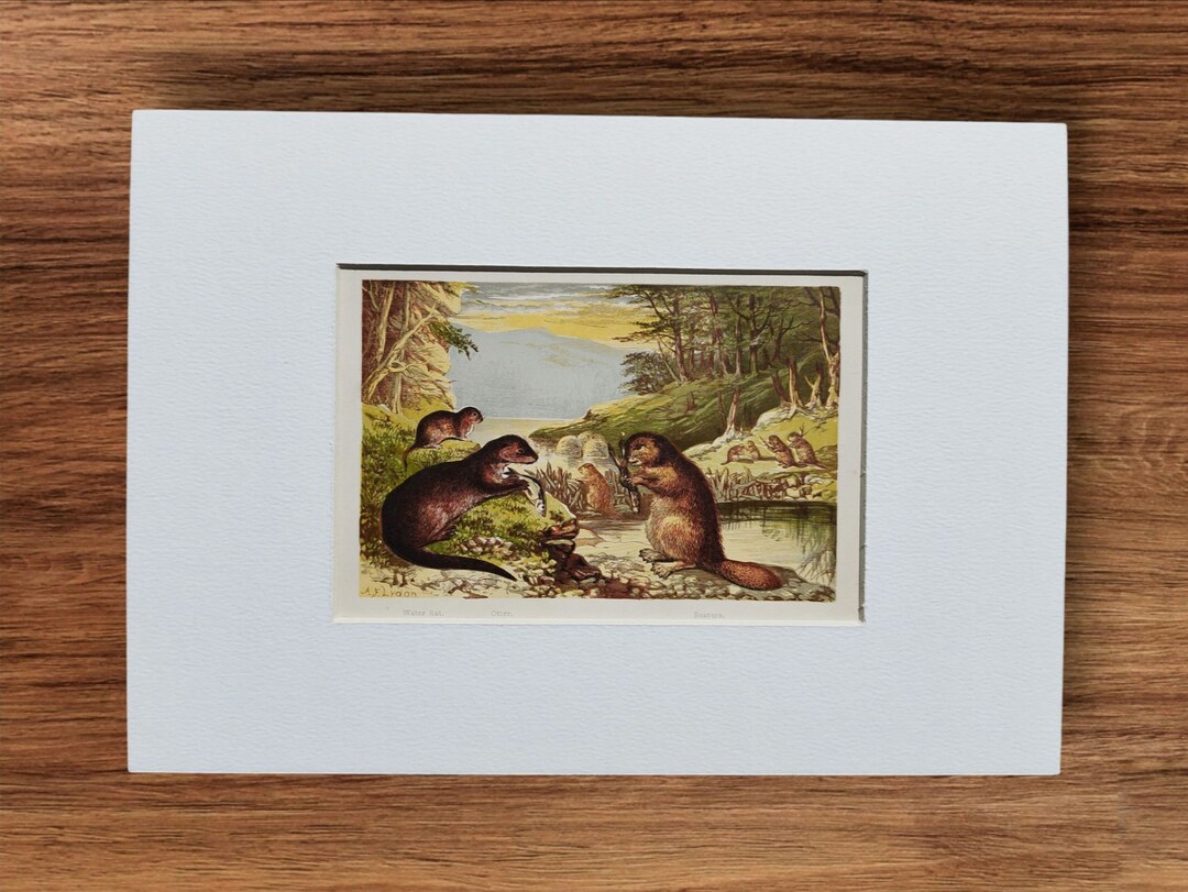 Antique 1880 British Wild Beavers and Water Rats Otters Book Print in ...