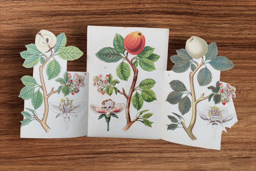 Original Vintage 1930s the Apple Tree Folding Botanical Book Print ...