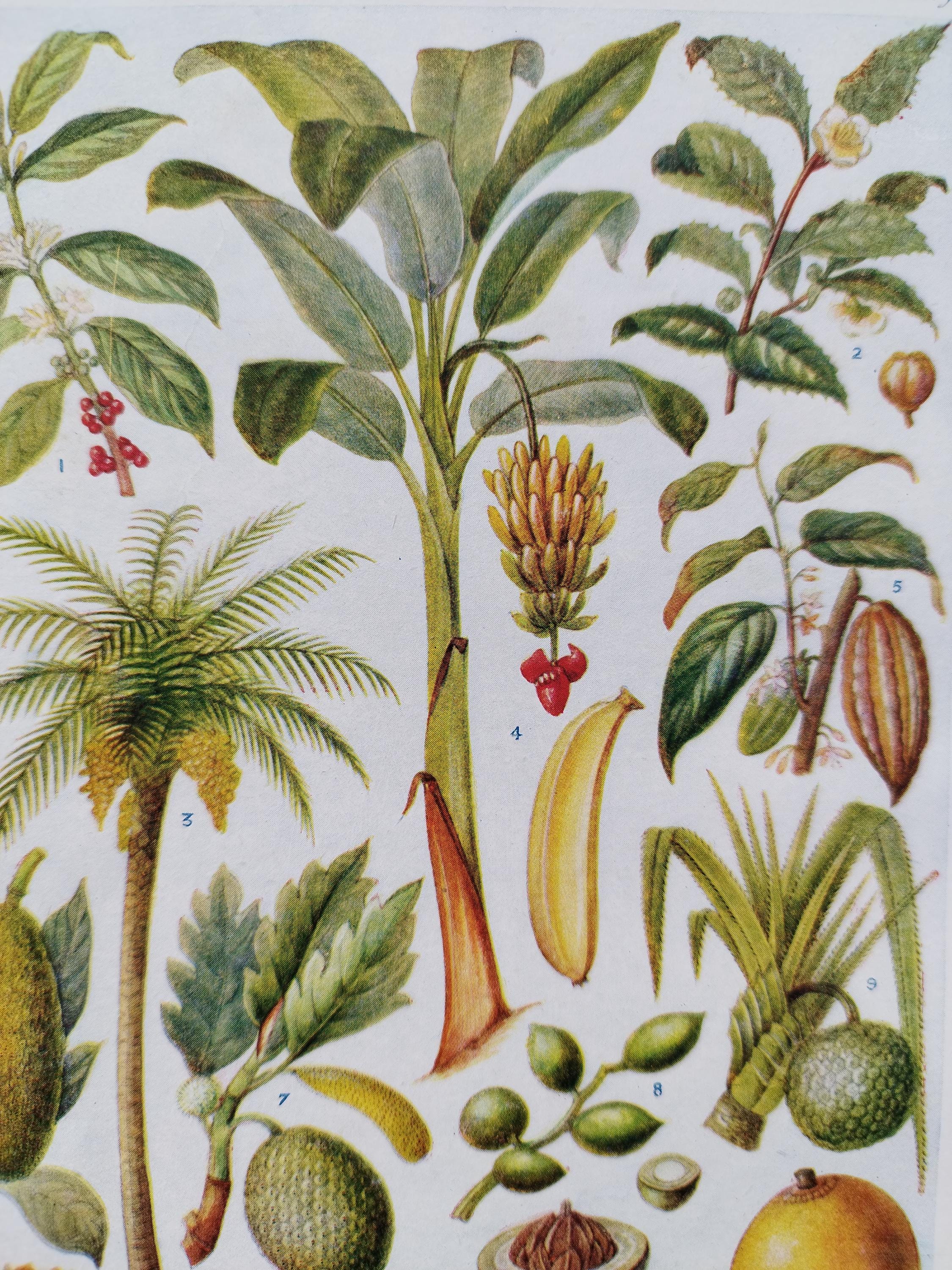 Vintage 1950s Tropical Fruit Plant Trees Book Print Pictures , Fruits ...