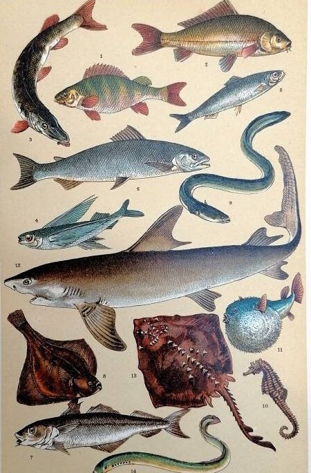 Antique Ocean Sea Fish and Marine Life Book Print Picture in A4 Mount ...