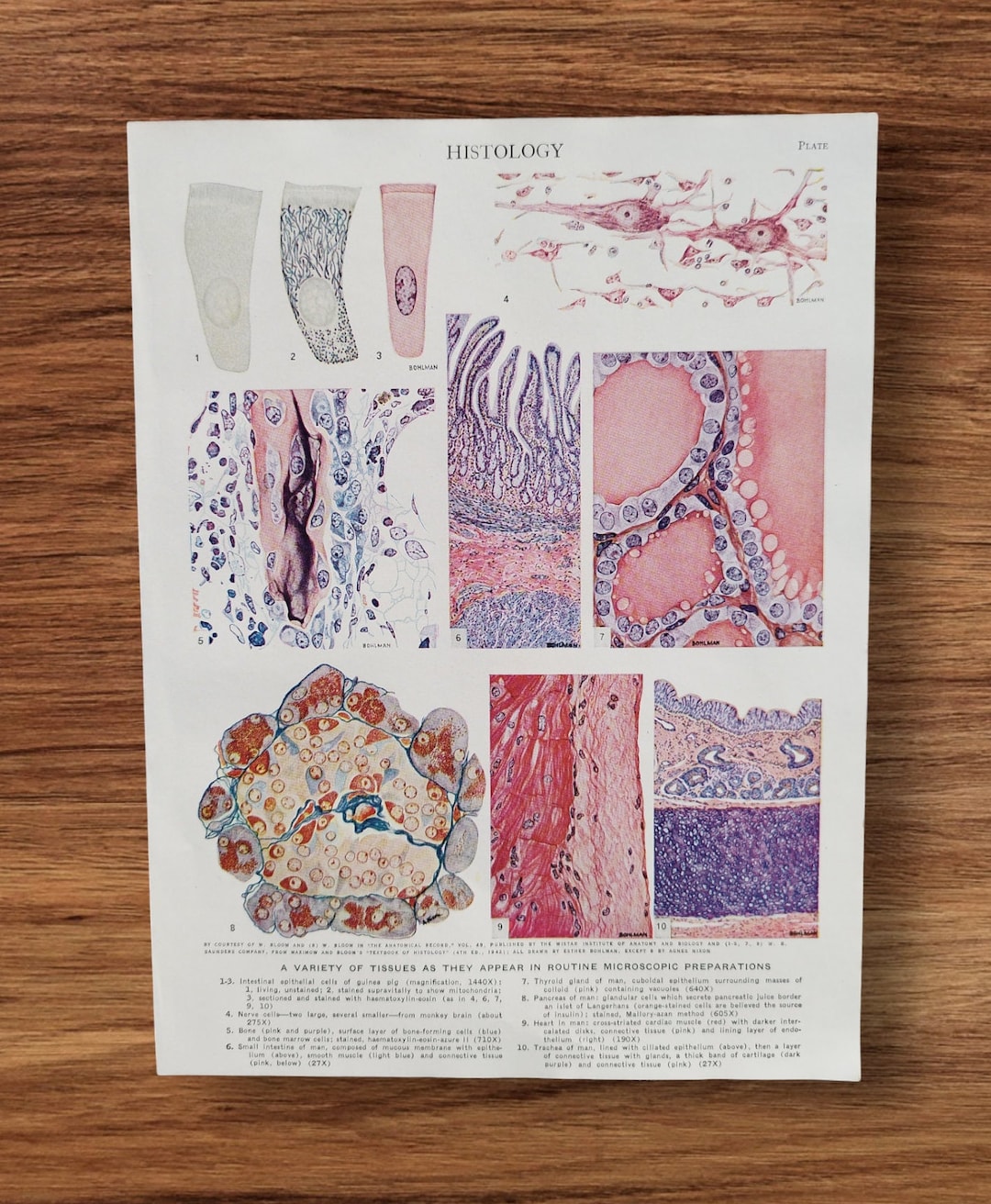 Original Vintage 1950s Histology Book Print Picture Lithograph ...