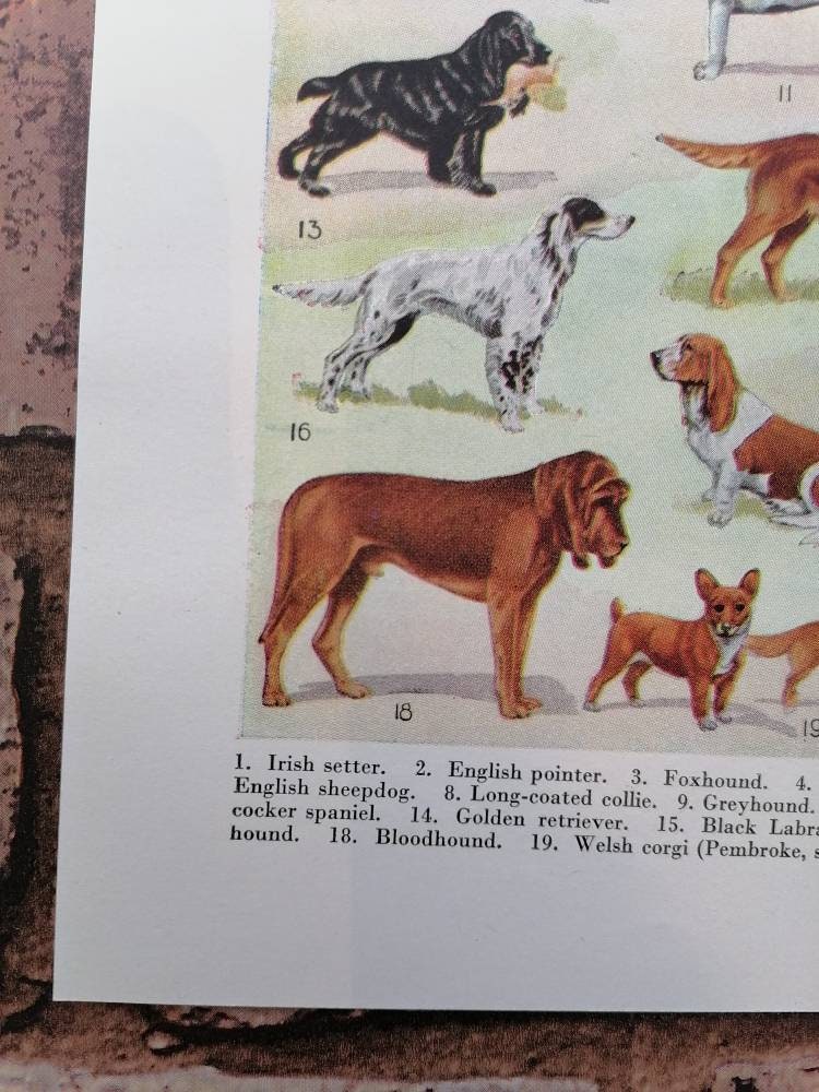 Vintage 1950s Breeds of Pedigree Pet Dogs Book Prints - Etsy