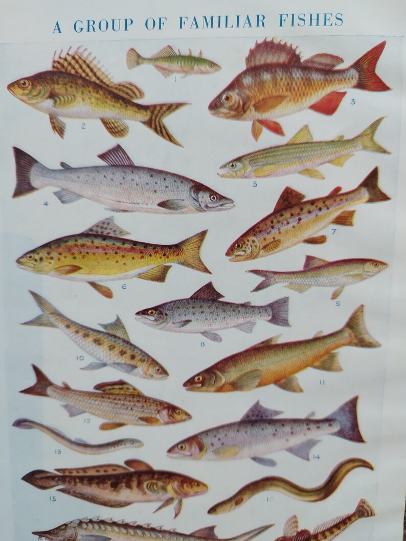 Vintage 1950s Fishes in British Rivers and Lakes Lithograph Book Print ...