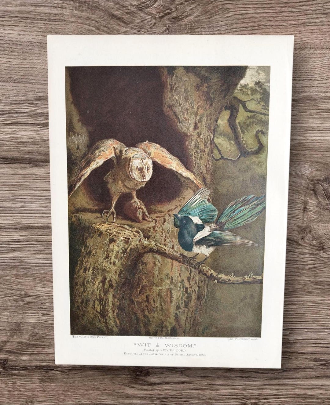 Genuine Antique 1880s Tawny Owl and Magpie Birds Book Print Picture ...