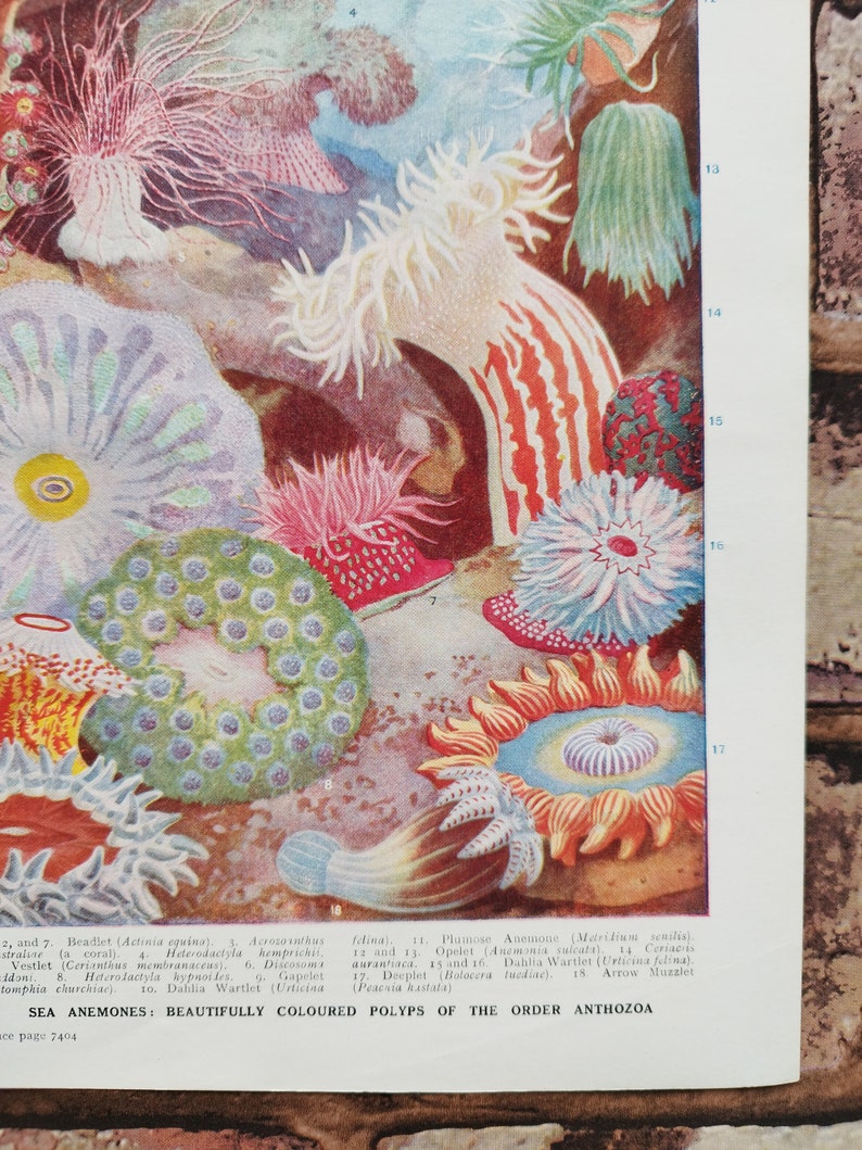 Genuine Antique 1920s Sea Anemone Book Print Picture Wall Art , Coral ...