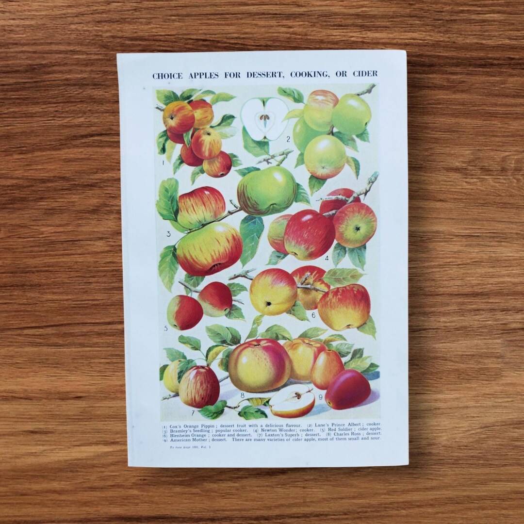 Original Vintage 1950s Apple Fruit Varieties Book Print Picture , Red ...