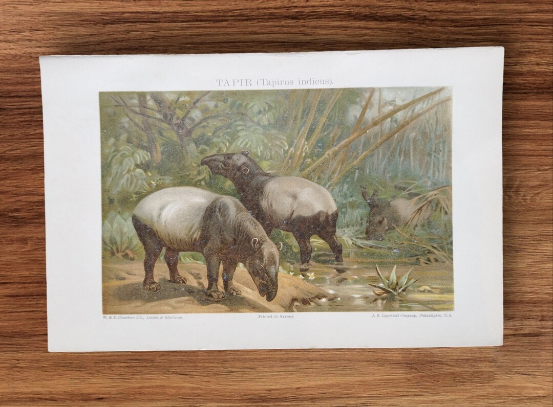 Original Antique 1904 the Tapir Animal Book Print Picture ...