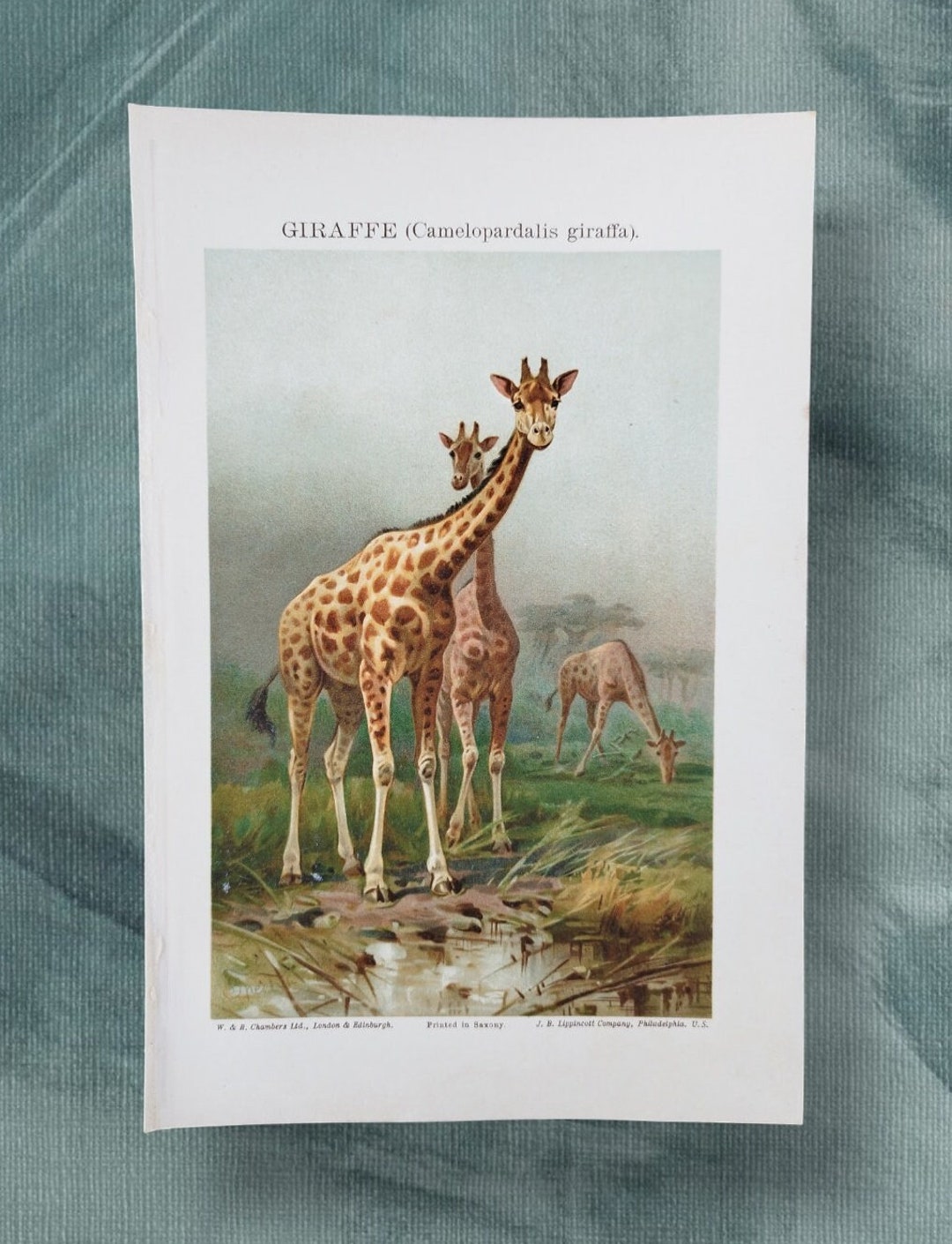 Original Antique 1904 Family of Giraffes Book Print Picture Lithograph ...