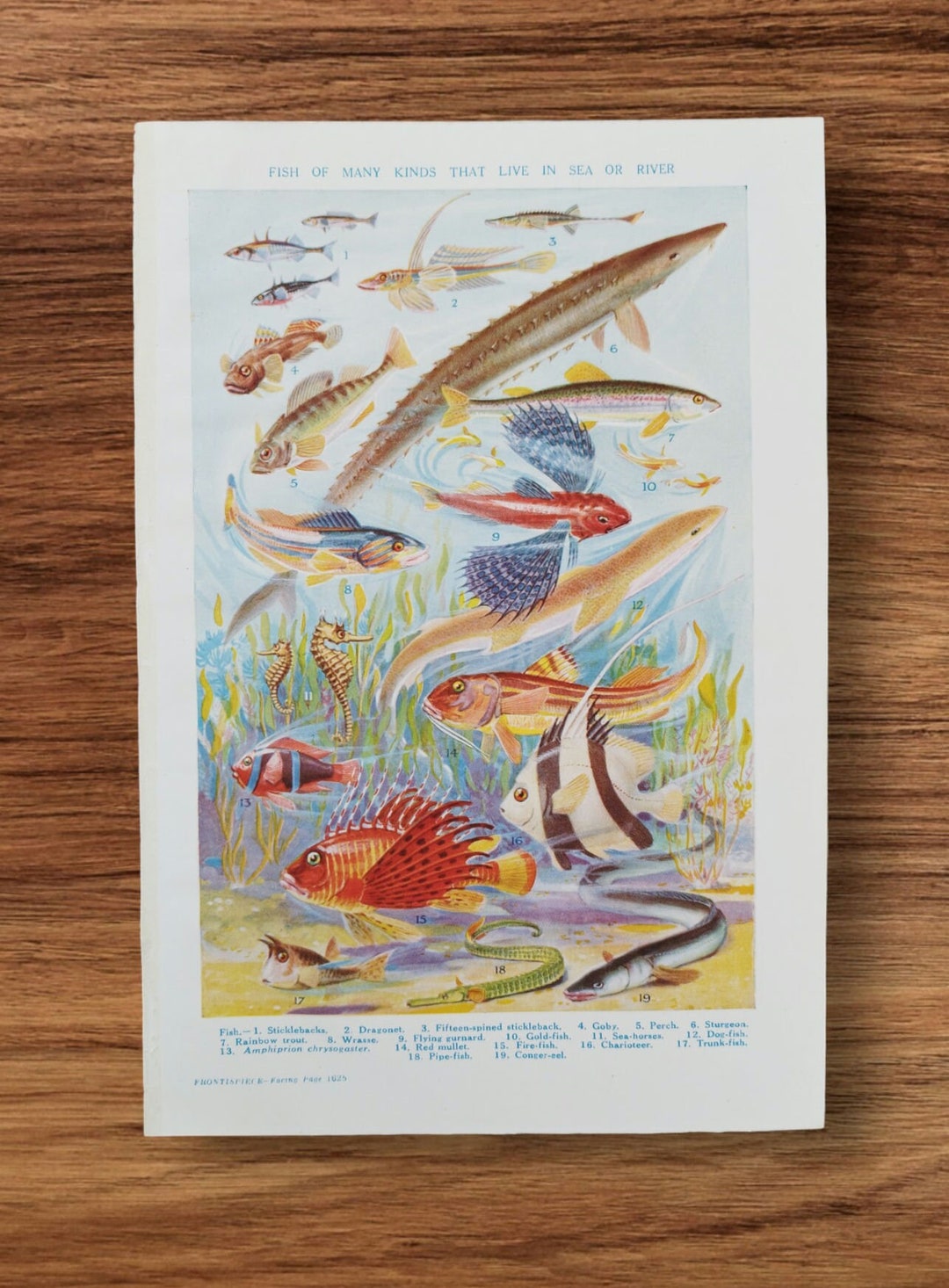 Vintage 1930s Types of River and Ocean Sea Fish Book Print Picture ...