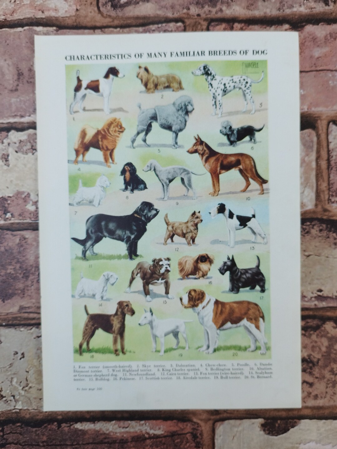 Original Vintage 1950s Pet Dogs Book Print Picture , Farm Field Dog ...