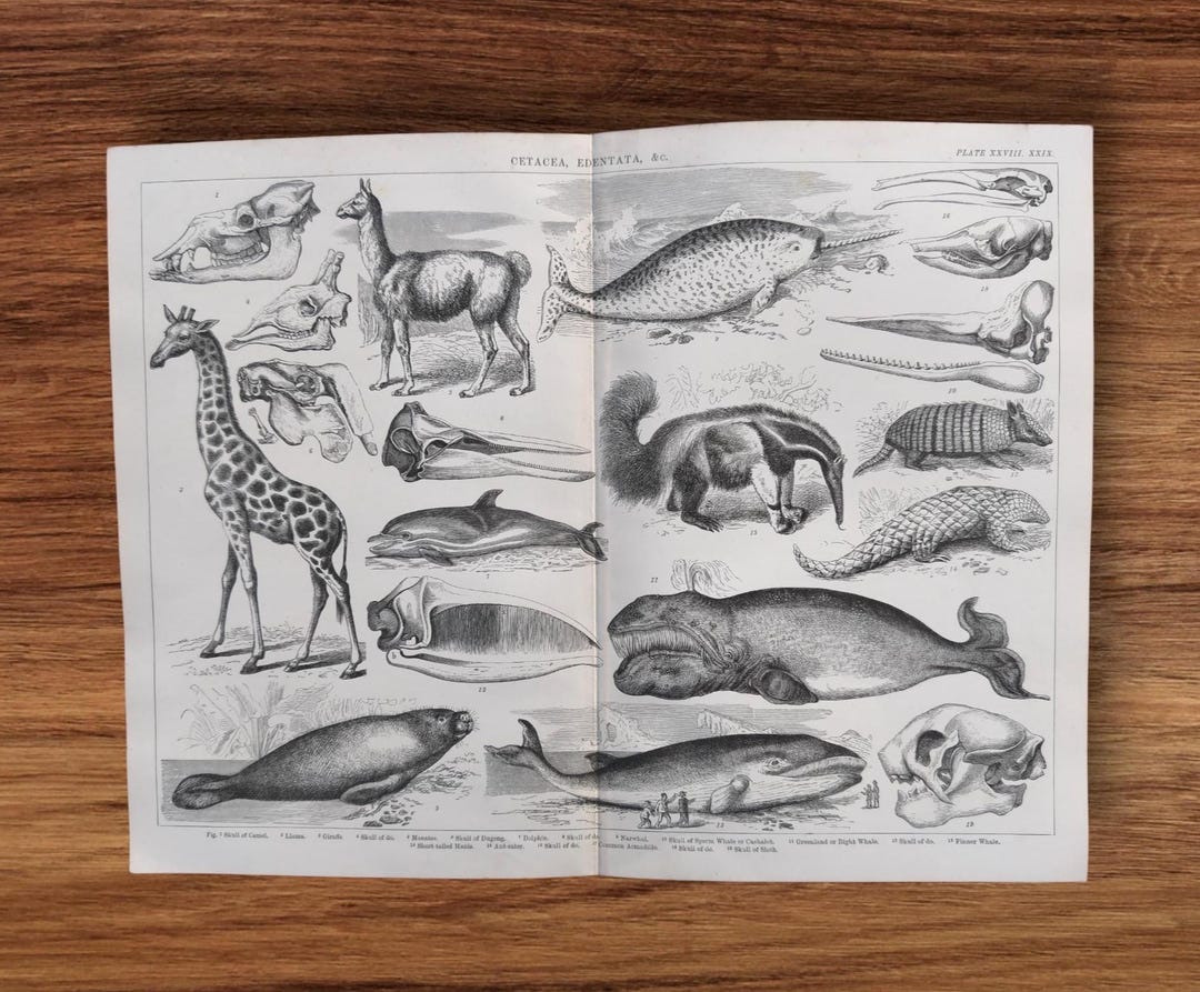 Genuine Antique 1876 Victorian Cetacea and Edentata Large Mammals Book ...
