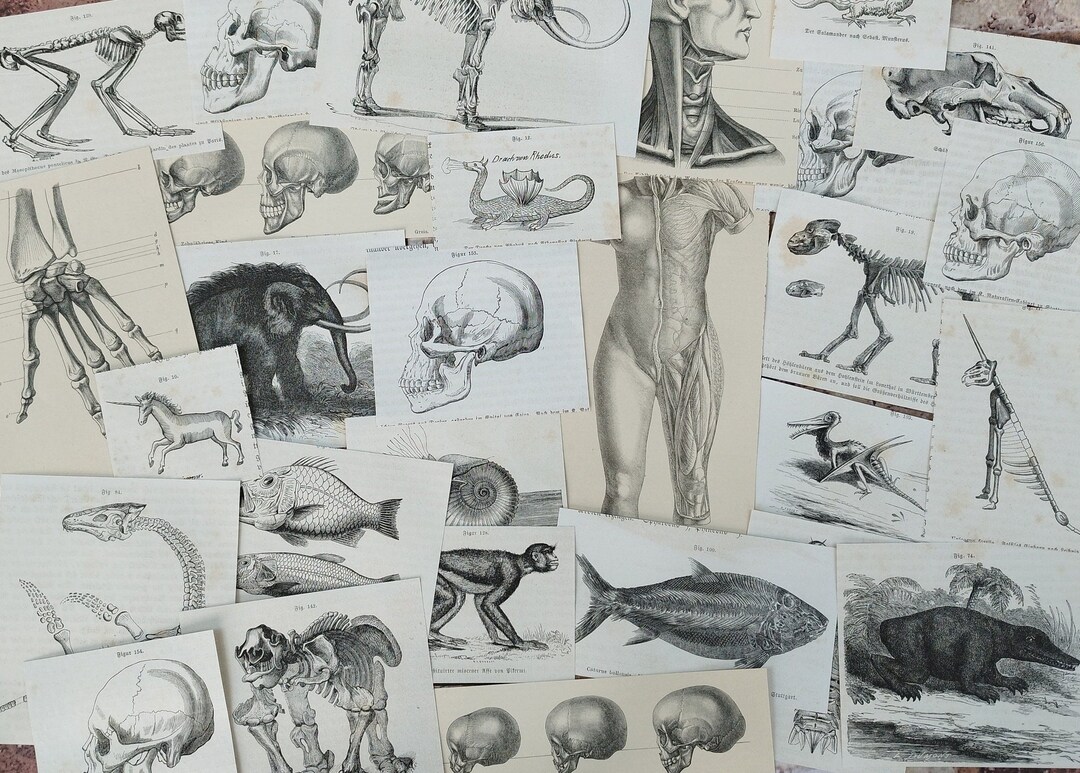 Antique Dark Mythical Anatomy Dinosaur Weird Bones Ephemera Paper ...