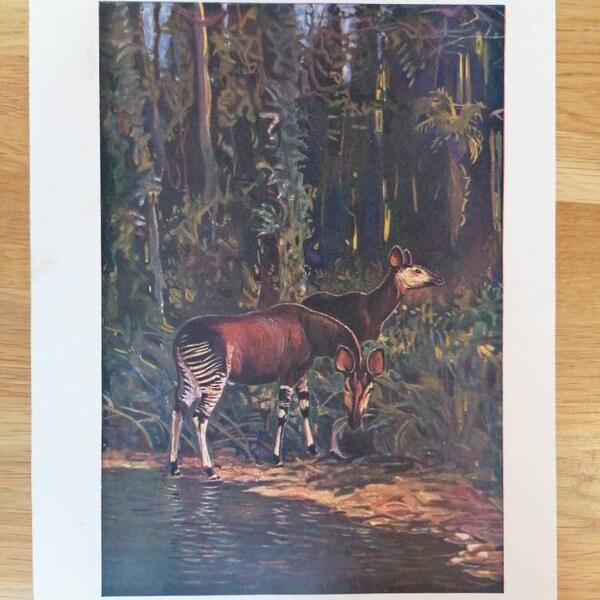 Okapi - Etsy