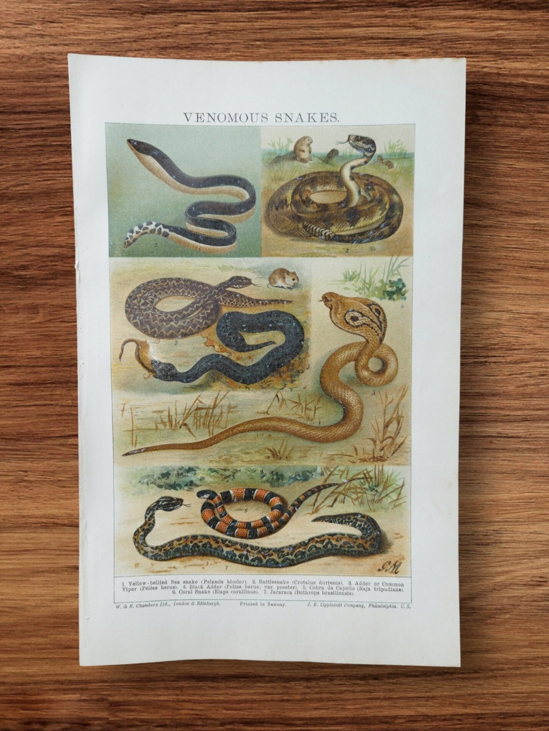 Antique 1904 Types of Venomous Snakes Book Print Picture , Poisonous ...