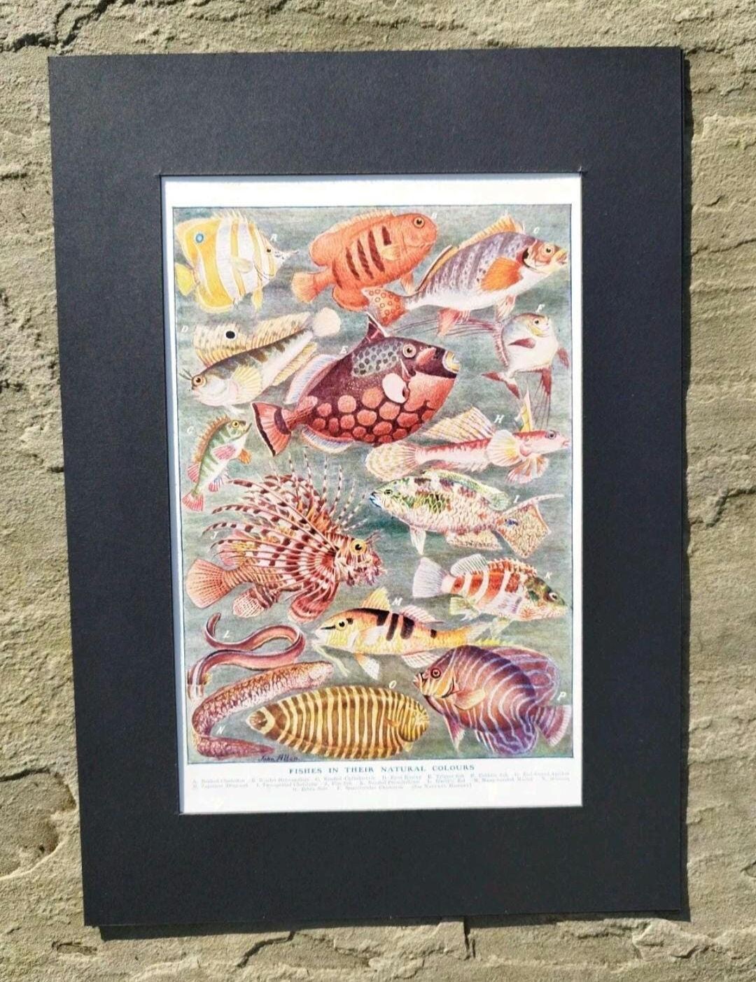Genuine Antique 1910 Tropical Fish Book Print Picture Page in A4 Mount ...