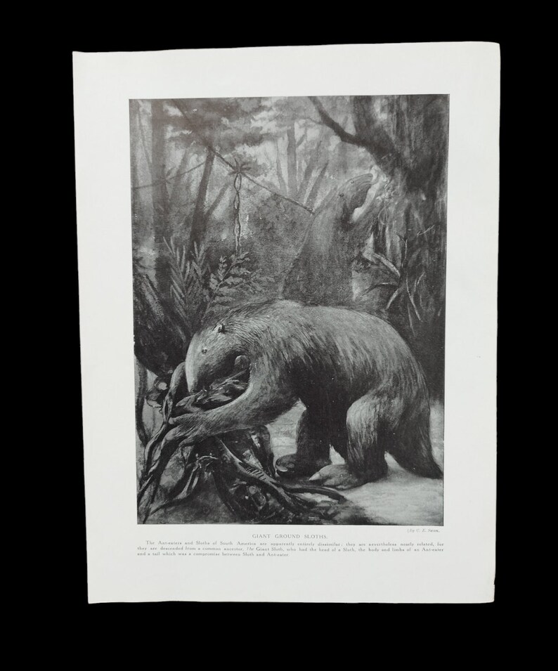 Antique 1920s Extinct Giant Ground Sloths Book Print Lithograph Picture ...