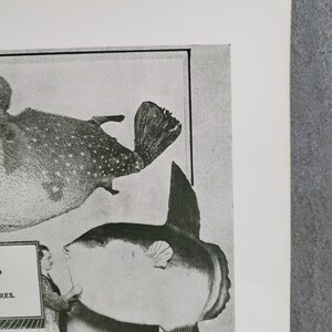 Original Vintage 1930s Weird Sea Creatures Book Print Picture ...