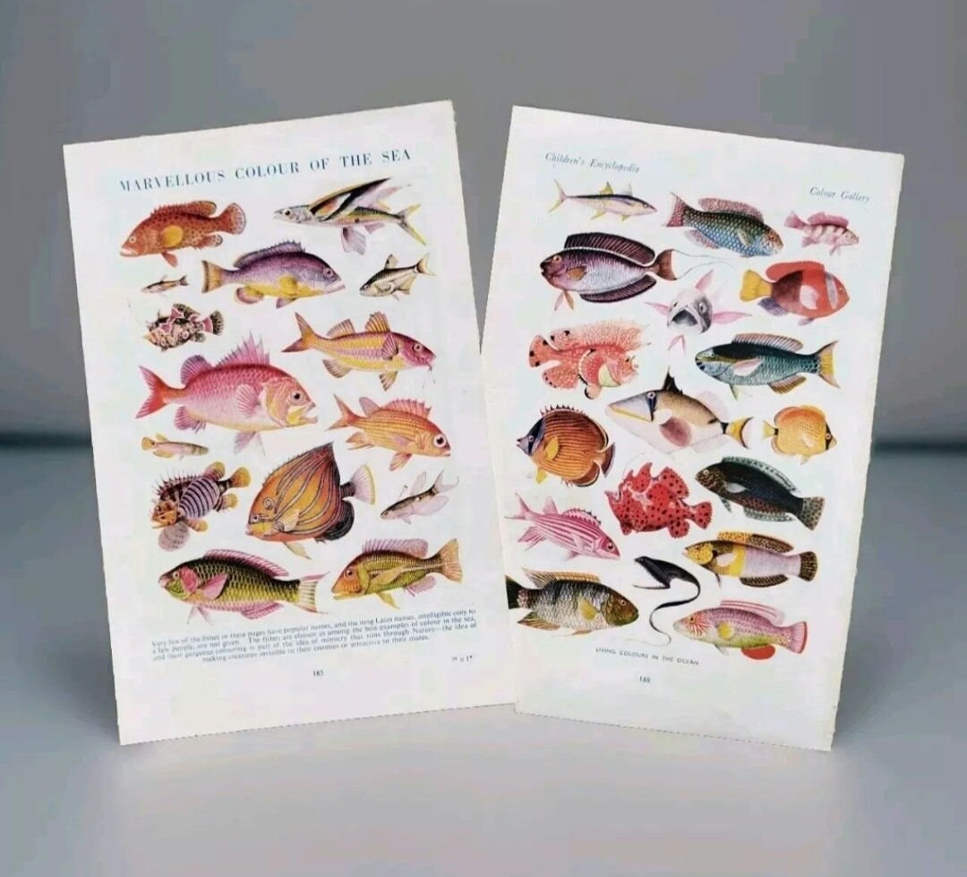Vintage 1950s Tropical Sea Fish Book Print Pictures , Colourful and ...
