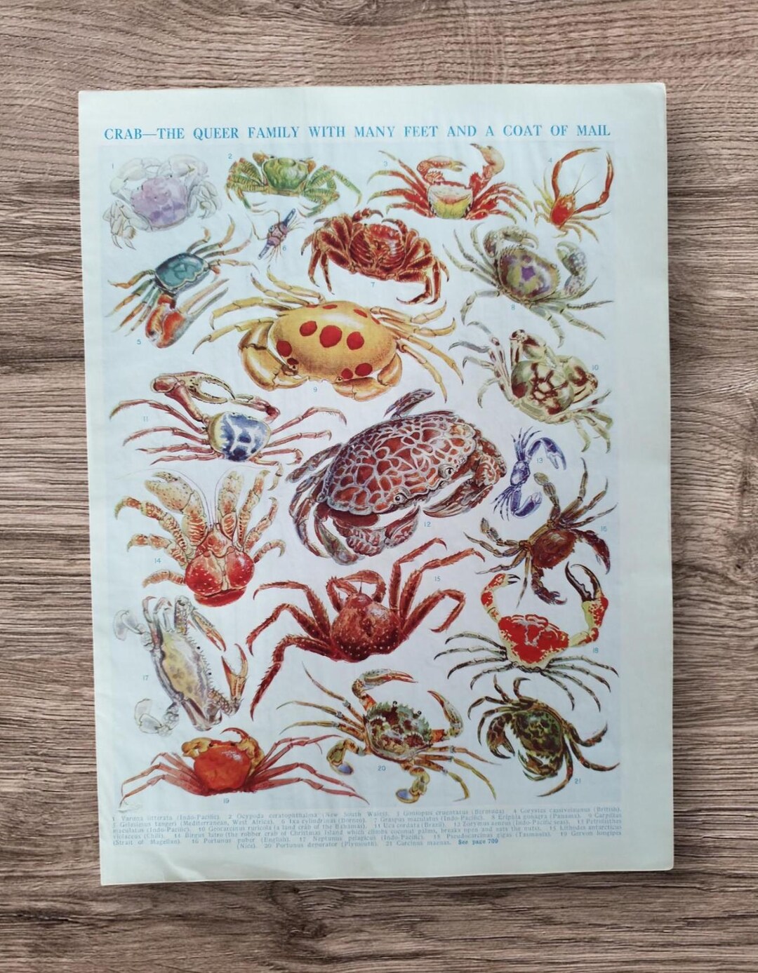 Vintage 1930s Types of Crabs Book Print Picture Lithograph , Crab ...