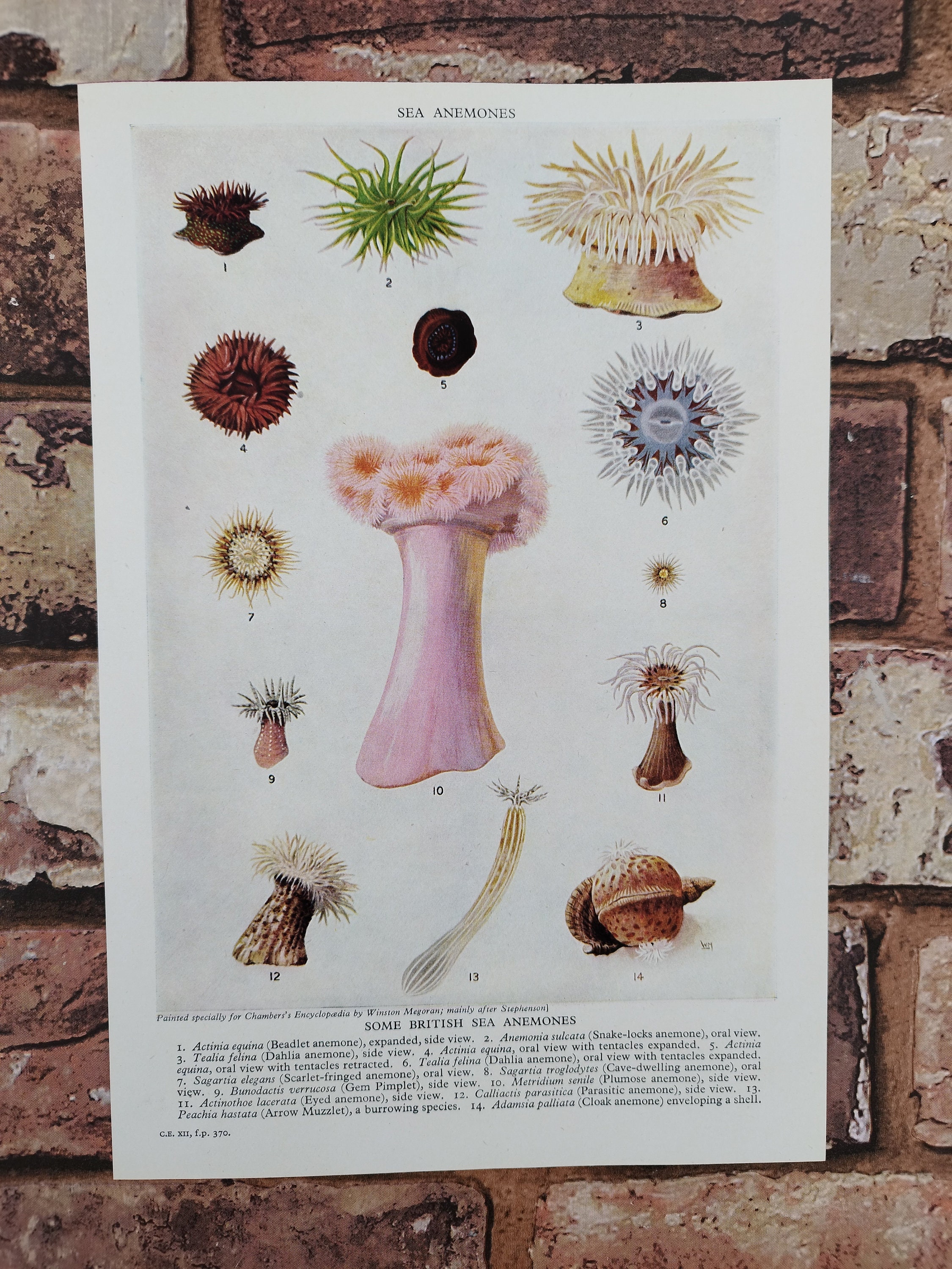 Vintage 1950s Types of British Sea Anemones Book Print Lithograph ...