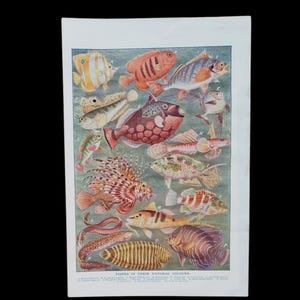 Antique Tropical Fish Lithograph Print , 1906 Beautiful Sea World ...