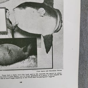 Original Vintage 1930s Weird Sea Creatures Book Print Picture ...