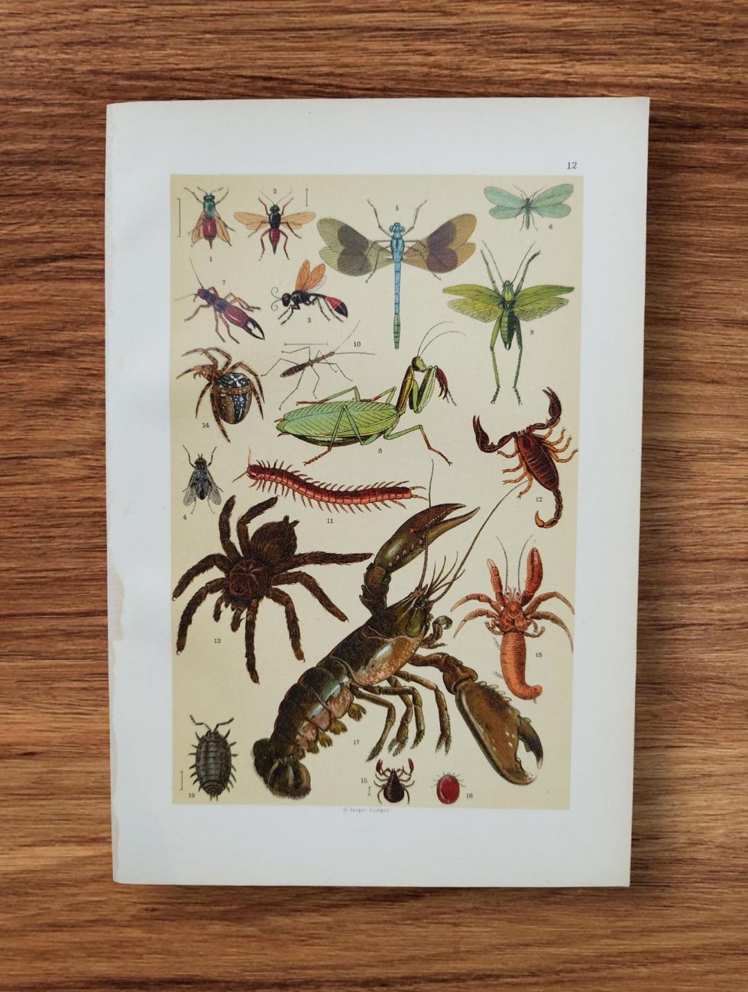 Genuine Antique 1906 Entomology Crustaceans Insects Book Print Picture ...