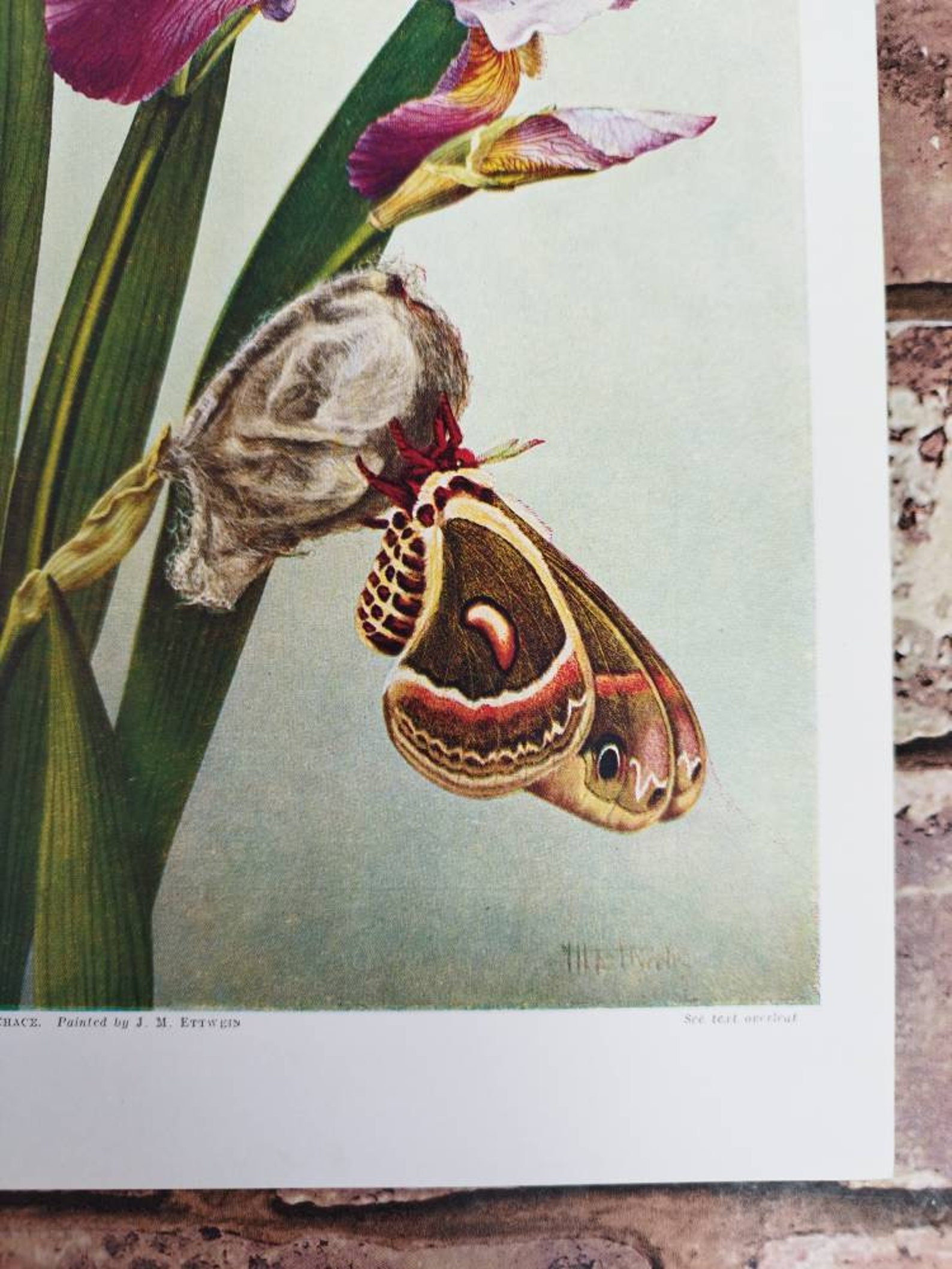 Original Vintage 1950s Moth on an Pink Iris Flower Botanical Book Page ...
