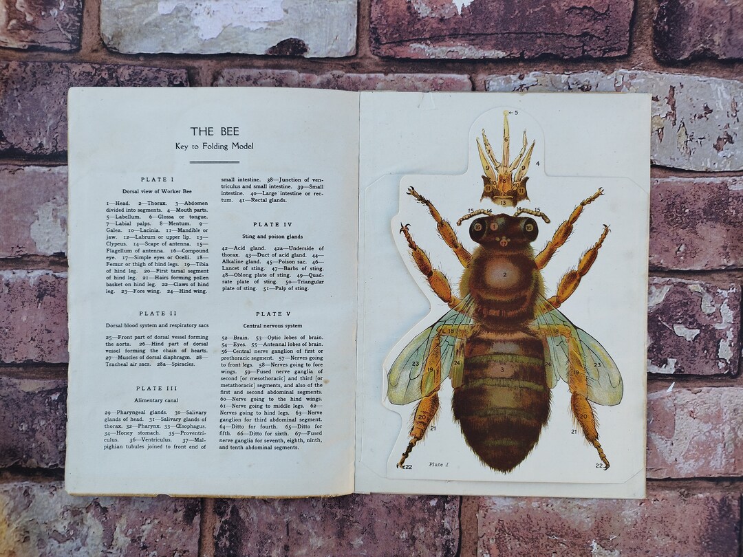 The Worker Bee Body Parts Dissection Lithograph Print - Etsy