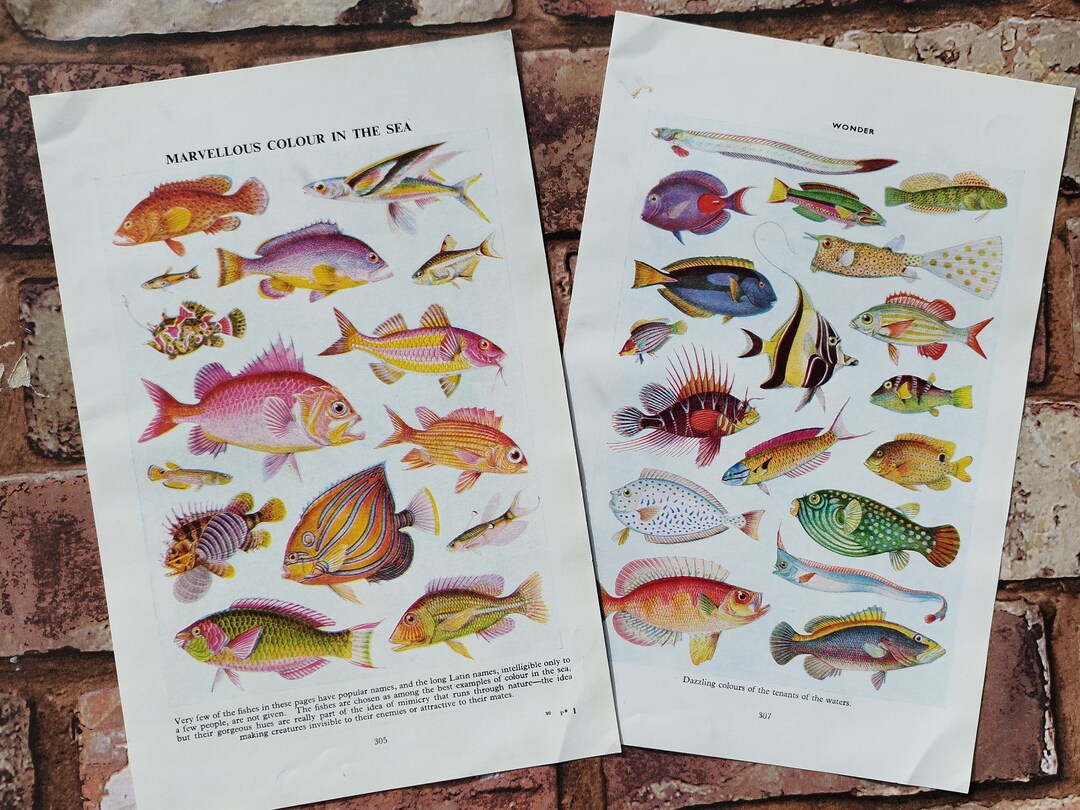 Vintage 1950s Colourful Sea Fish Book Print Pictures , Tropical Fishes ...