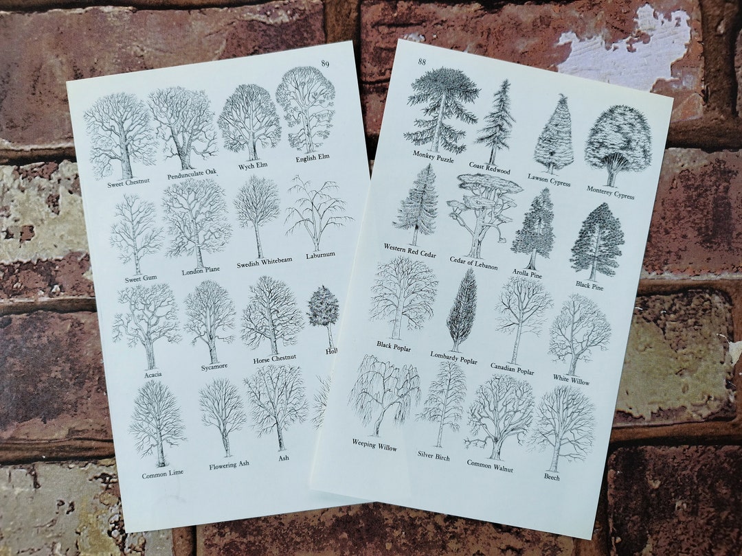 Vintage British Trees Botanical Prints X 2 , 1970s Tree Species Art ...