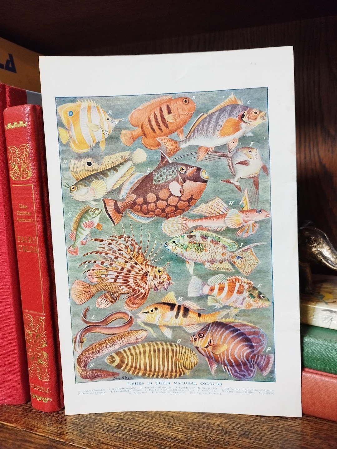 Antique Tropical Fish Lithograph Print , 1906 Beautiful Sea World ...