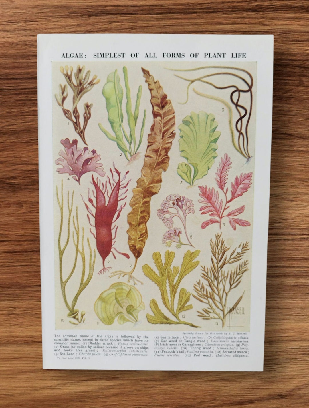 Original Vintage 1950s Algae Seaweed Book Print Illustration Picture ...