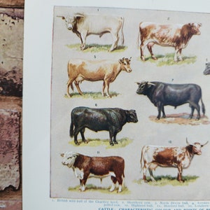Original Antique 1920s Breeds of Cattle Colours and Points of British ...