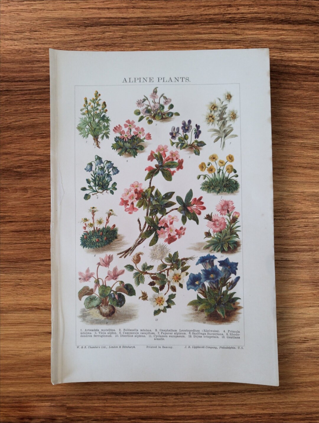 Antique 1904 Flowering Alpine Plants Book Print Lithograph Picture ...