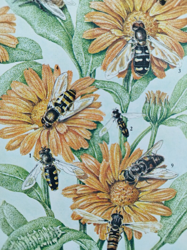 Vintage 1960s Hoverflies Hoverfly Bee Book Print Picture , Nature ...
