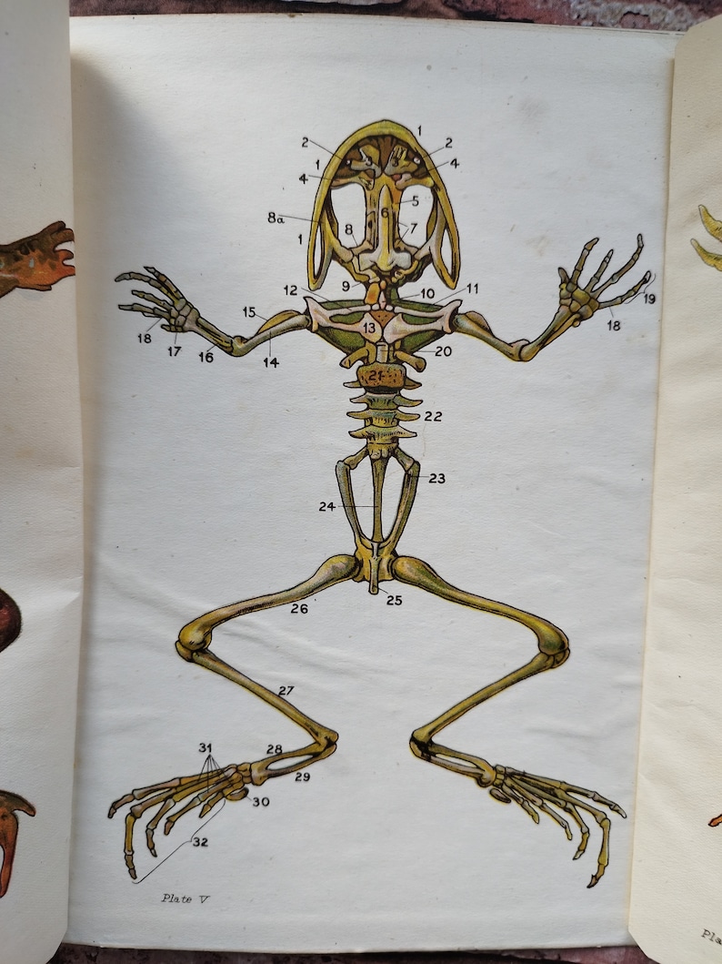 Genuine Vintage 1930s Old School Frog Dissection Sections Bookplate ...