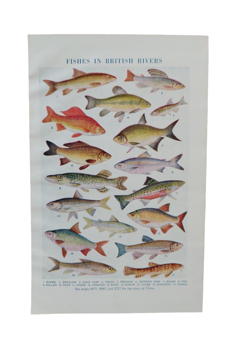 Vintage 1950s Fishes in British Rivers and Lakes Lithograph Book Print ...