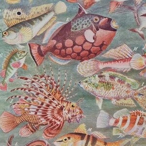 Antique Tropical Fish Lithograph Print , 1906 Beautiful Sea World ...