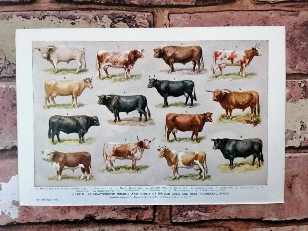 Original Antique 1920s Breeds of Cattle Colours and Points of - Etsy