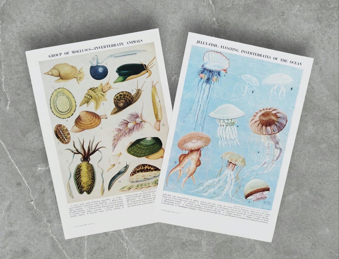 Vintage 1950s Marine Biology Prints: Snails, Jellyfish Lithographs - Etsy