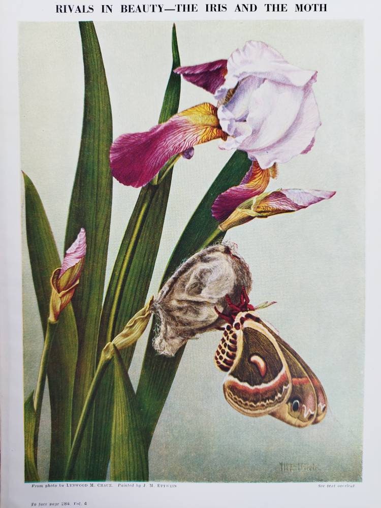 Original Vintage 1950s Moth on an Pink Iris Flower Botanical Book Page ...