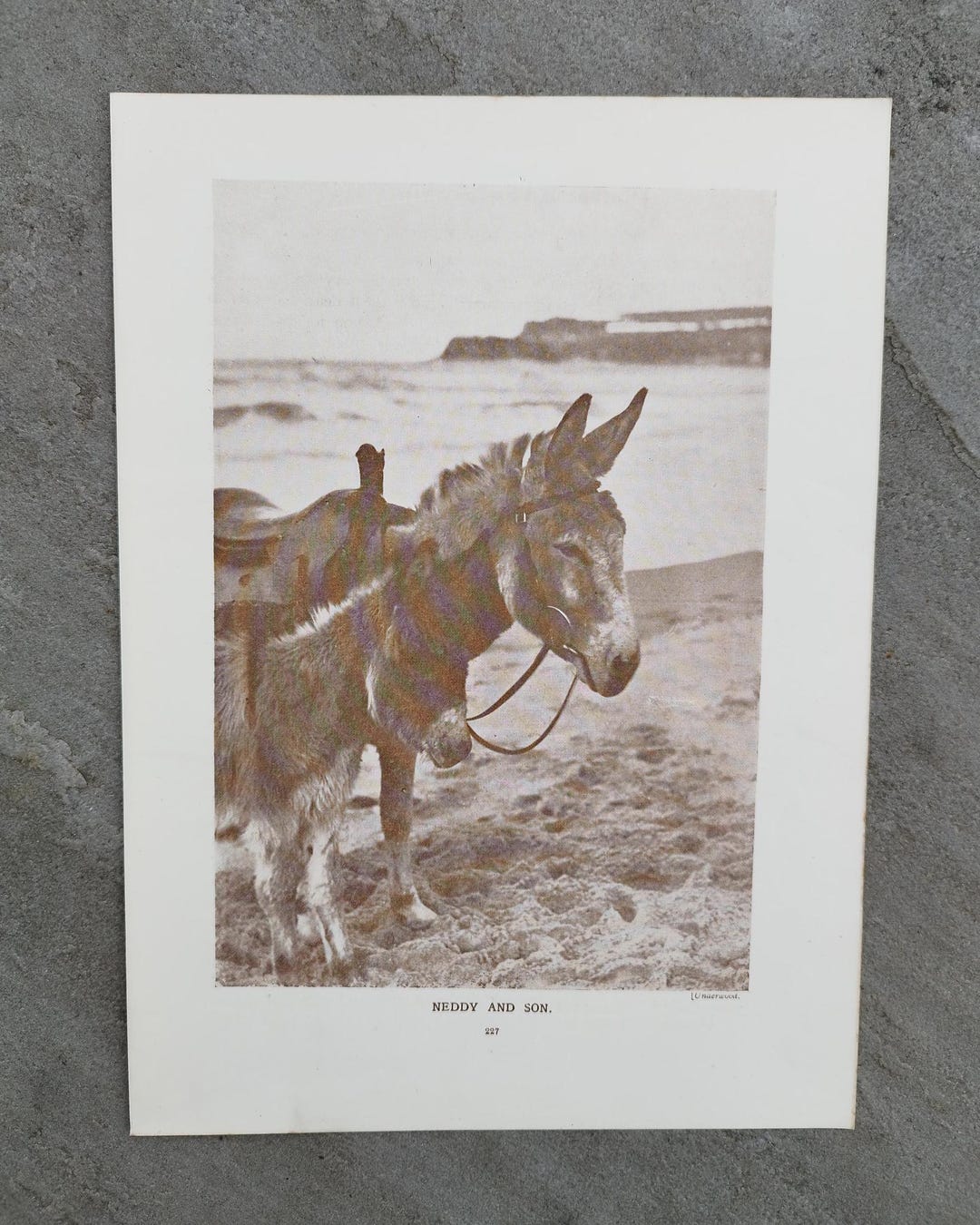 Original 1920s Antique Donkey Book Page Lithograph Picture , Seaside ...